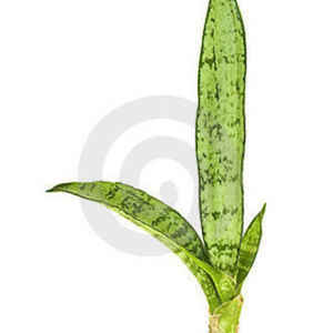 Snake Plant | Other | Big Mother In Laws Variegated Tongue With Roots ...